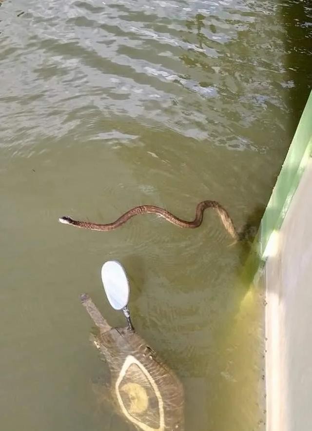 Snake plague! Myanmar floods submerge habitats, snakes attack - iNEWS