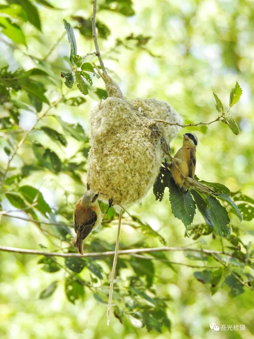 Chinese climbing sparrow (brooding) - iMedia