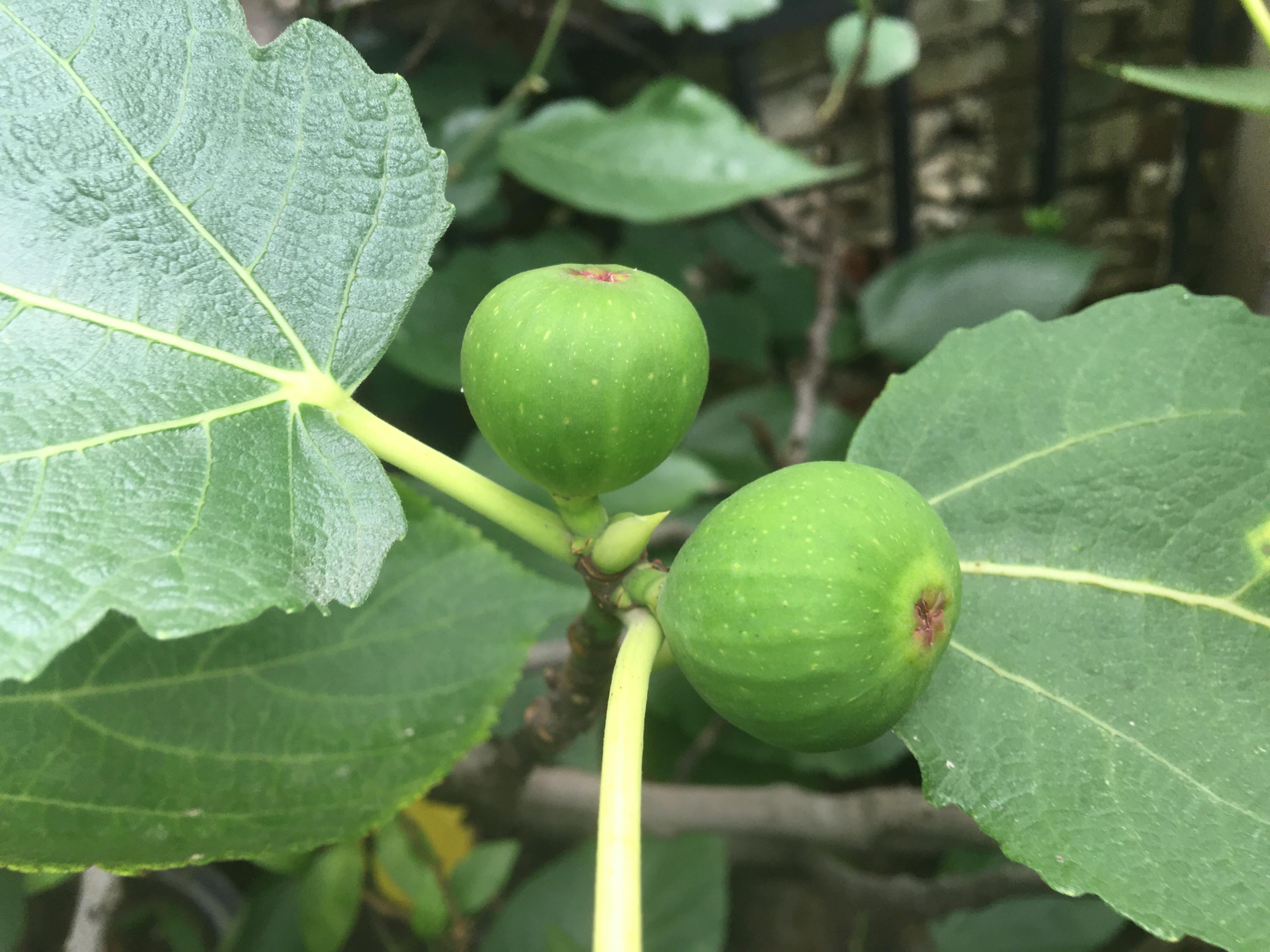 Raising figs on the balcony, do one step, eat fruit all year round, the ...