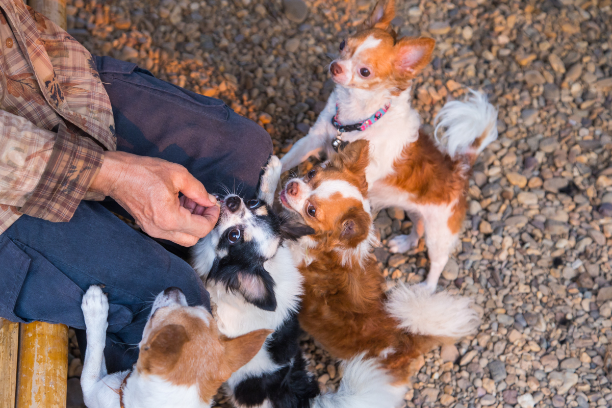 The stray dog adopted by my son bit me. I persuaded him to give it away ...