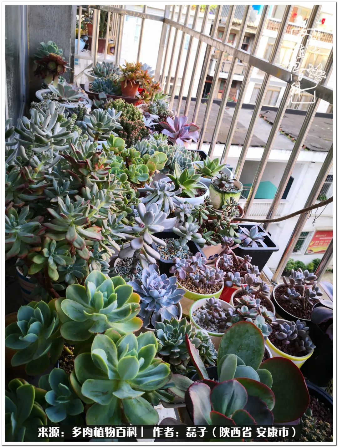 The happiness of meat dad: I have confirmed the eyes, it is true love ...