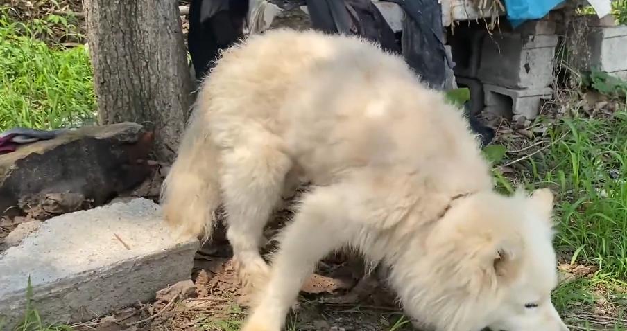 Breeding dogs were beaten and abused by their owners because they had ...