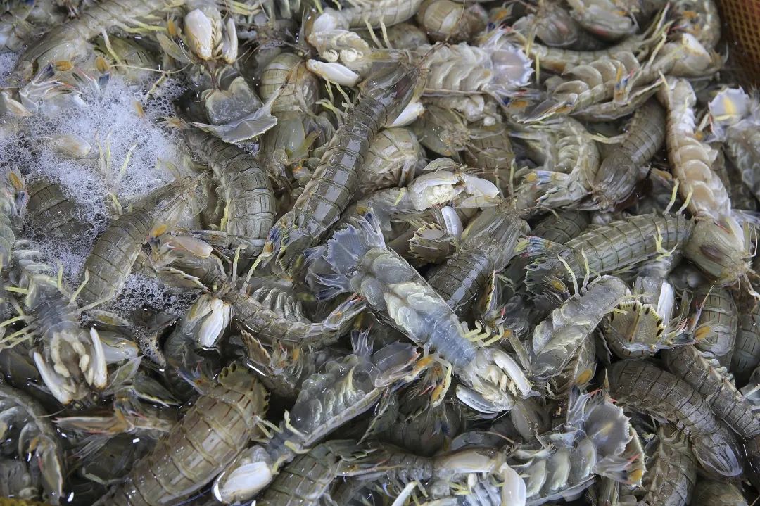 Pippi shrimp!How to peel it - iNEWS