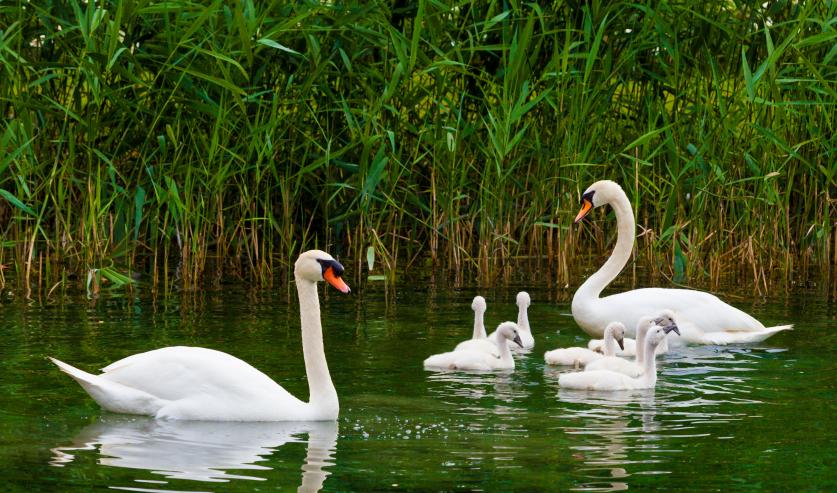 Is polygamy fun for the King of Animals? No! It's simply too difficult ...