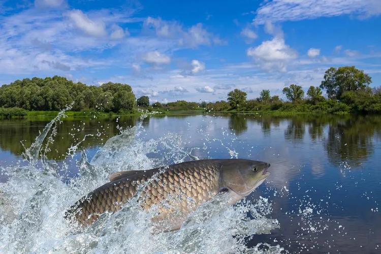 Eating fish can make people healthy and live a long life. There are 4 ...