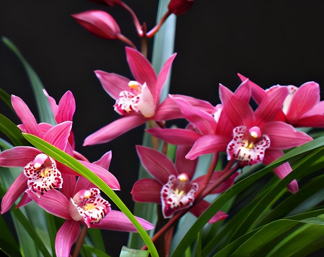 Four Seasons Orchid Red Su--Red Imperial Concubine, with red flowers ...