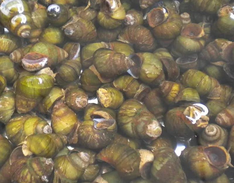 Xu Ruqing's "Talking Snails during the Qingming Festival" - iNEWS