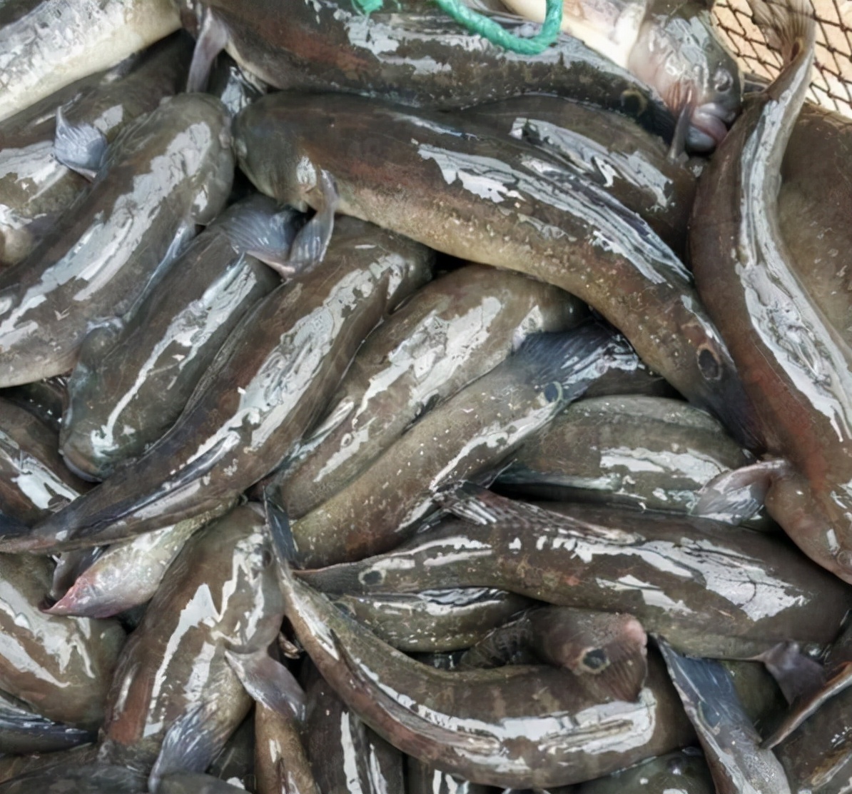 The 50 most common edible fish, don't say you don't know, take a good ...