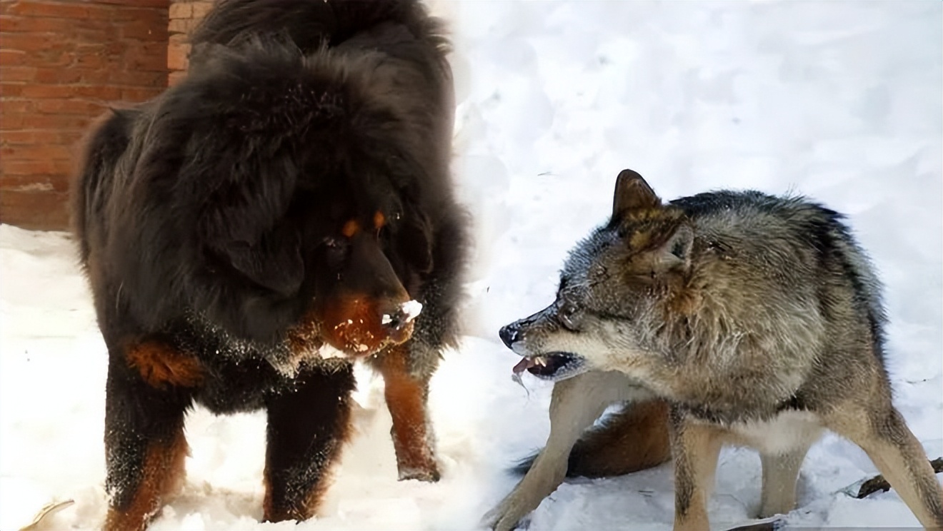 Grassland decisive battle: 6 Tibetan Mastiffs fought desperately with ...