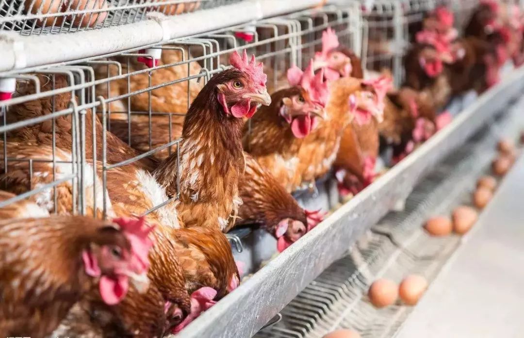 What is the cause of chicken salpingitis? What are the causes of ...
