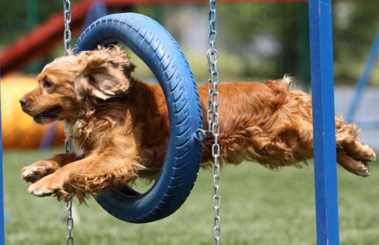 How to Train a 2-Month-Old Puppy (Basic Passwords to Socialization) - iNEWS