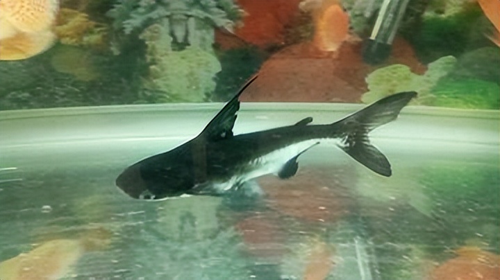 'Genghis Khan fish' spotted in the Mekong, tail and body change color ...