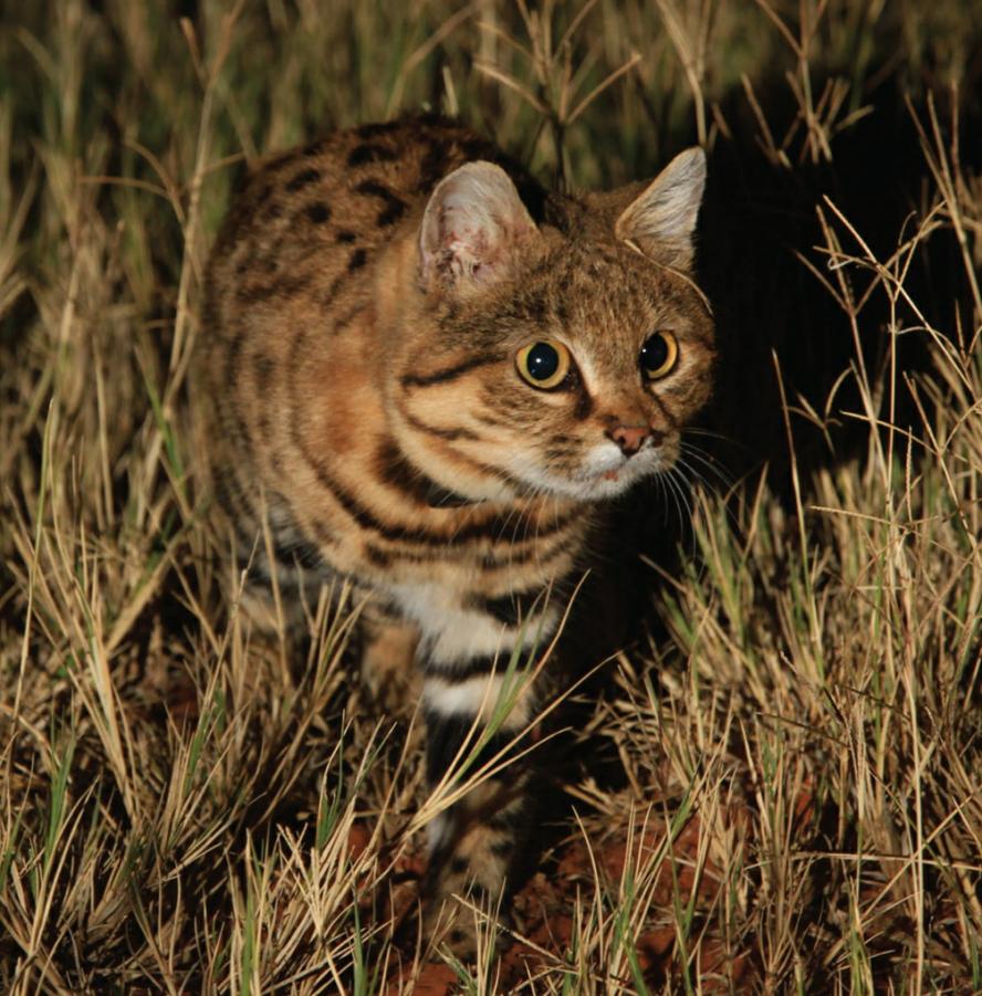 black-footed cat - iNEWS