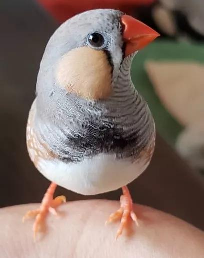 The pearl bird that I raised at home - iNEWS