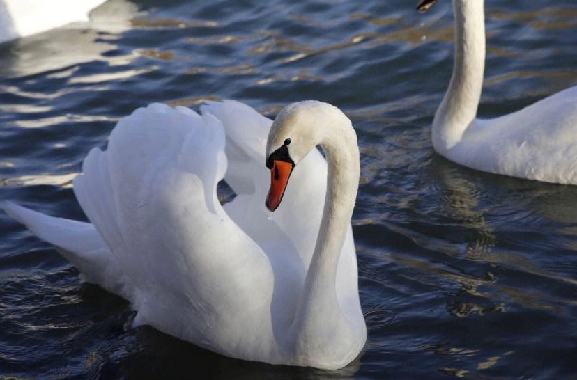Social Structure and Reproductive Behavior of "Swan": A Field ...