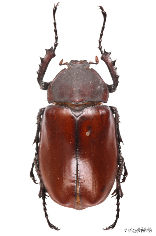 Today, let's talk about arm beetles - iNEWS