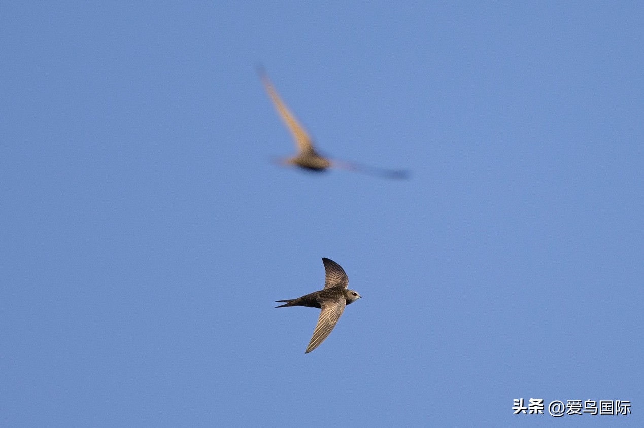 Beijing Swift︱Elf born to fly - iNEWS