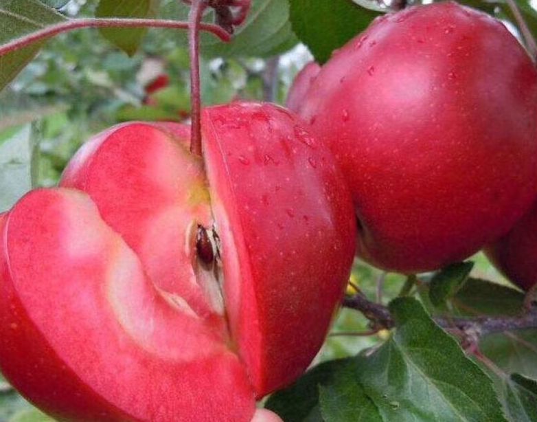 Amazing!A red apple that can prevent cancer?Dietary fiber content ...