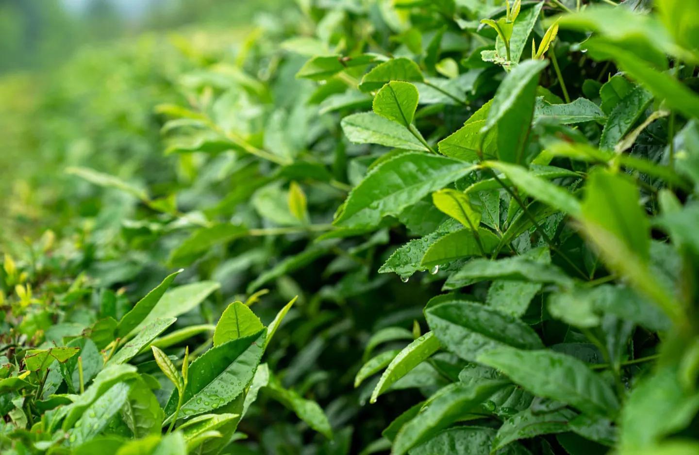 How much do you know about tea culture? - iNEWS