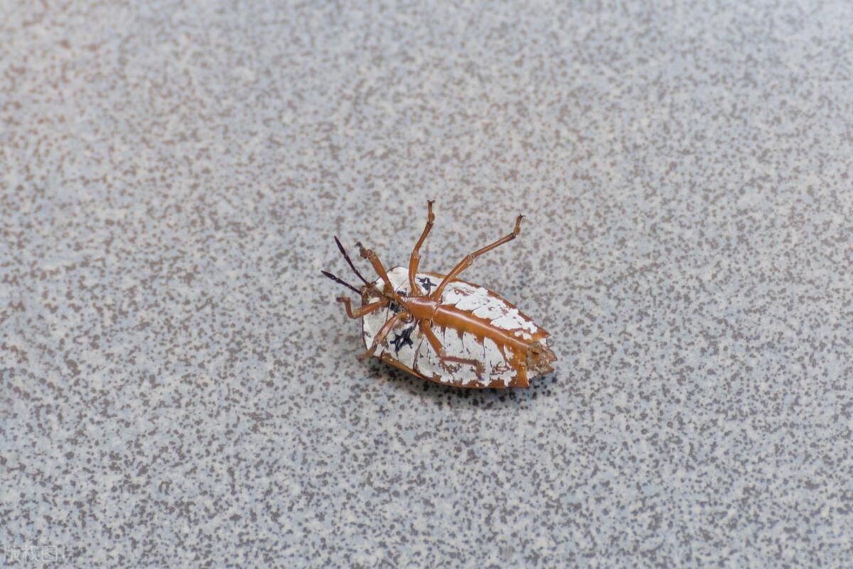 The unbelievably stinky fart bug has a great tonic effect, and it can ...