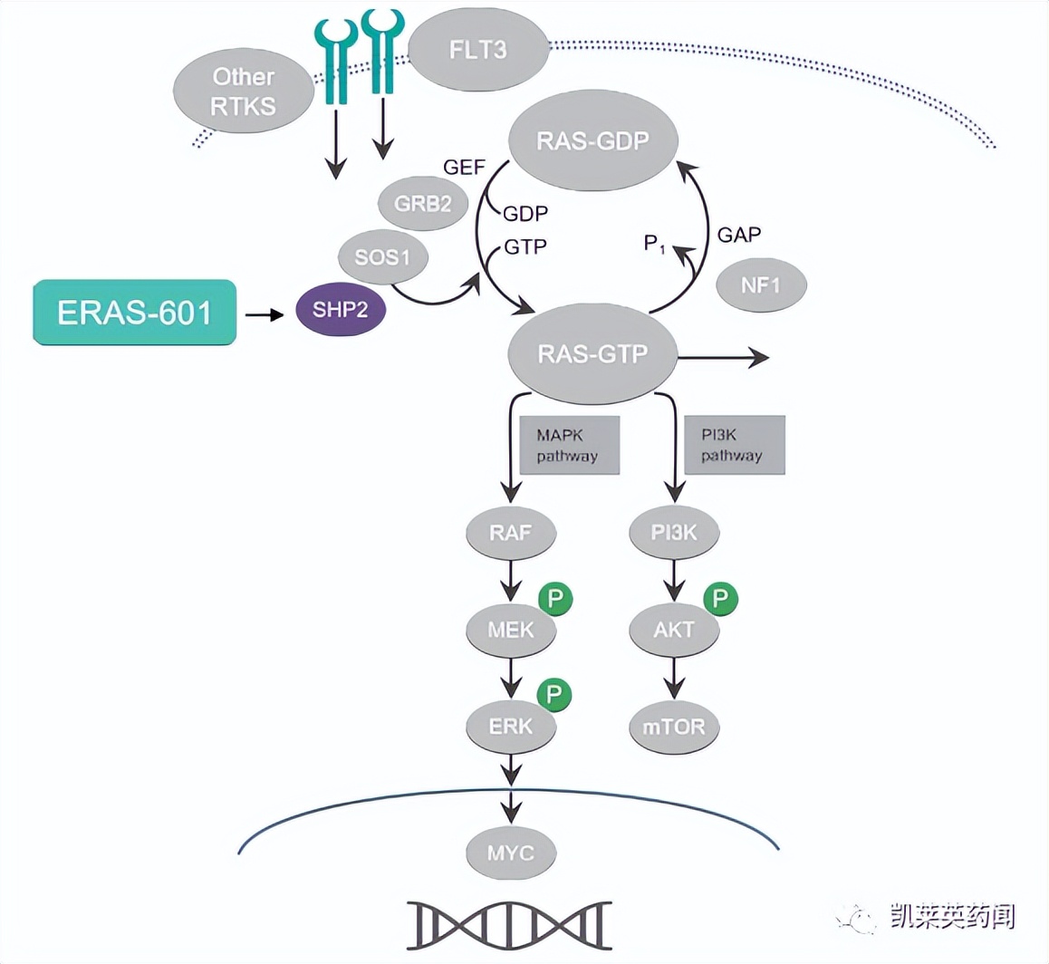 Erasca and MD Anderson Announce Strategic R&D Collaboration in RAS/MAPK ...