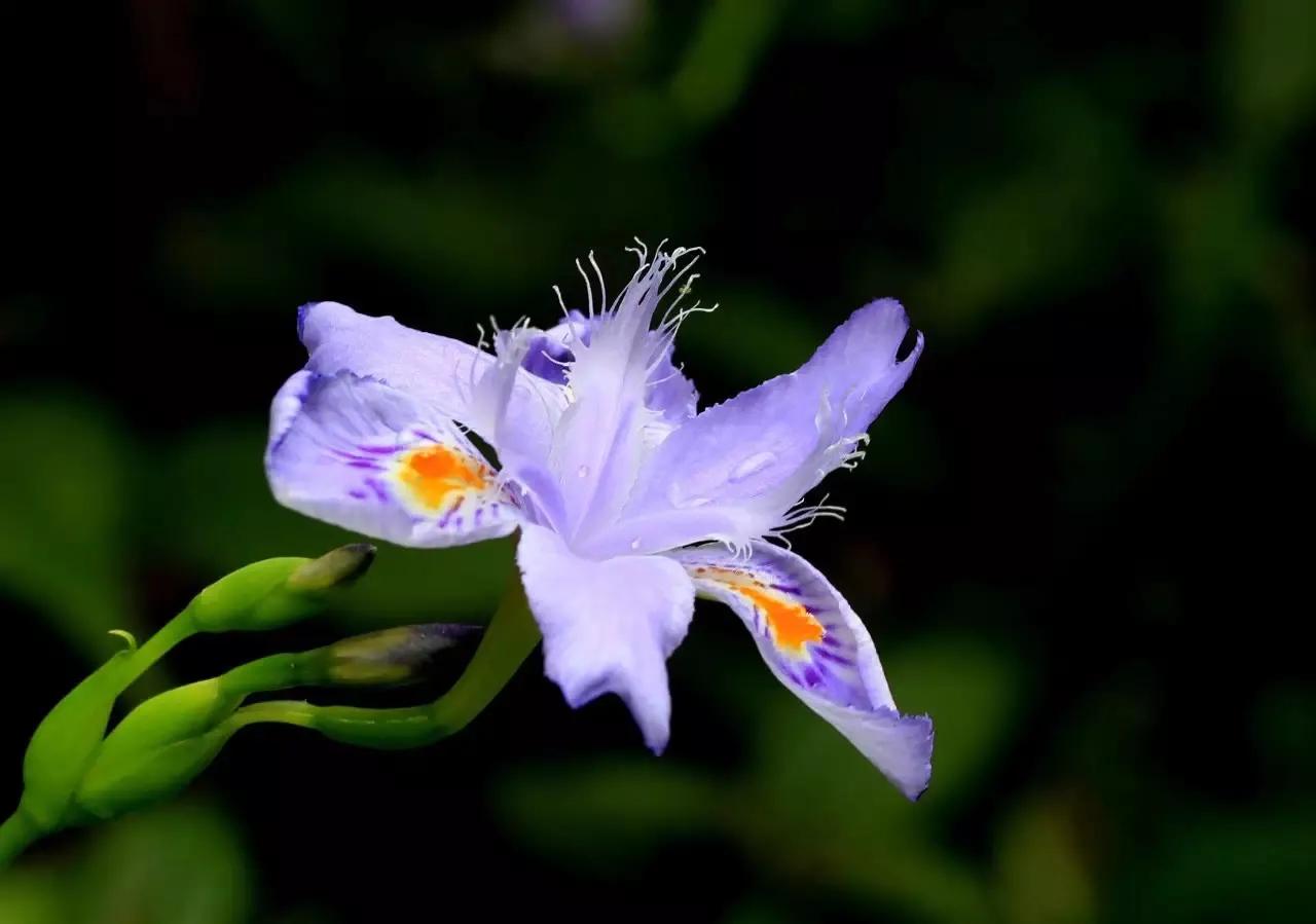 Bulbous iris - iNEWS