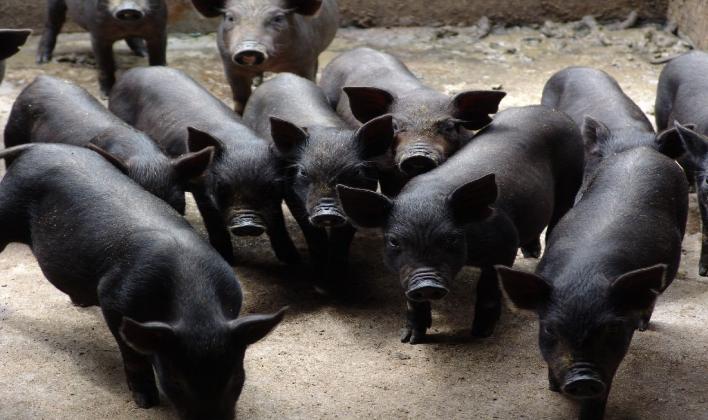 White pig, black pig, five-legged pig...why can it be called "the first ...