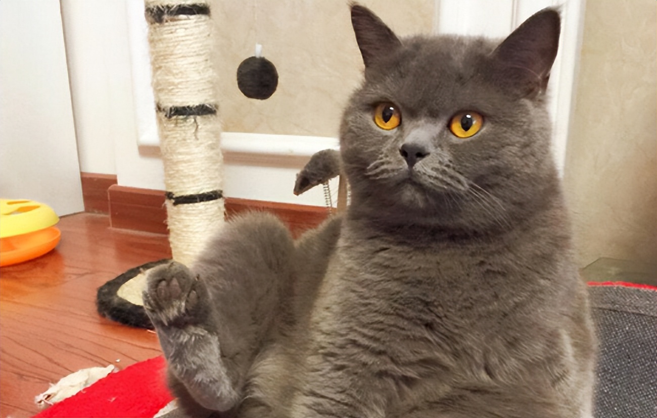 6 "disloyal" cats that easily betray their owners and advise you not to ...