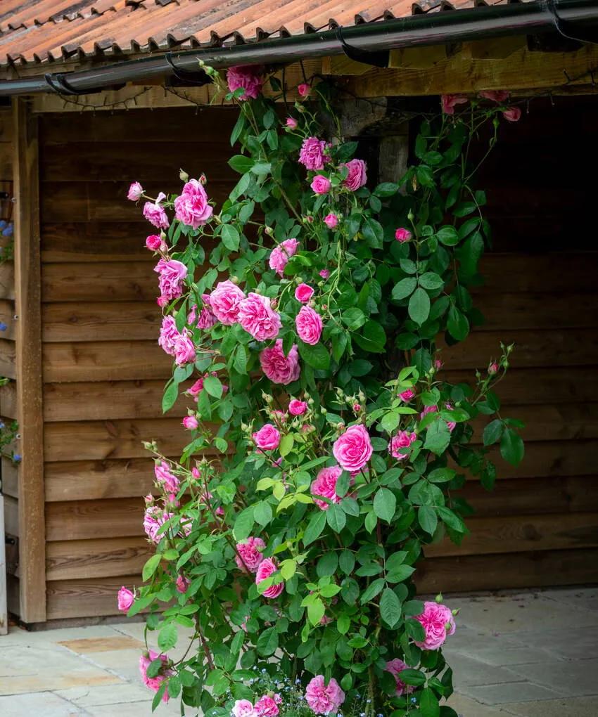 potted vine rose - iNEWS