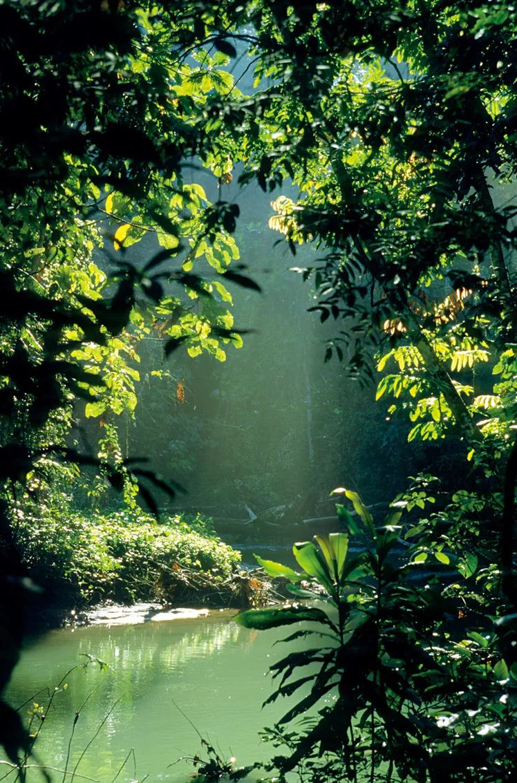 Ancient Forest Elf: Tree Frog - iNEWS