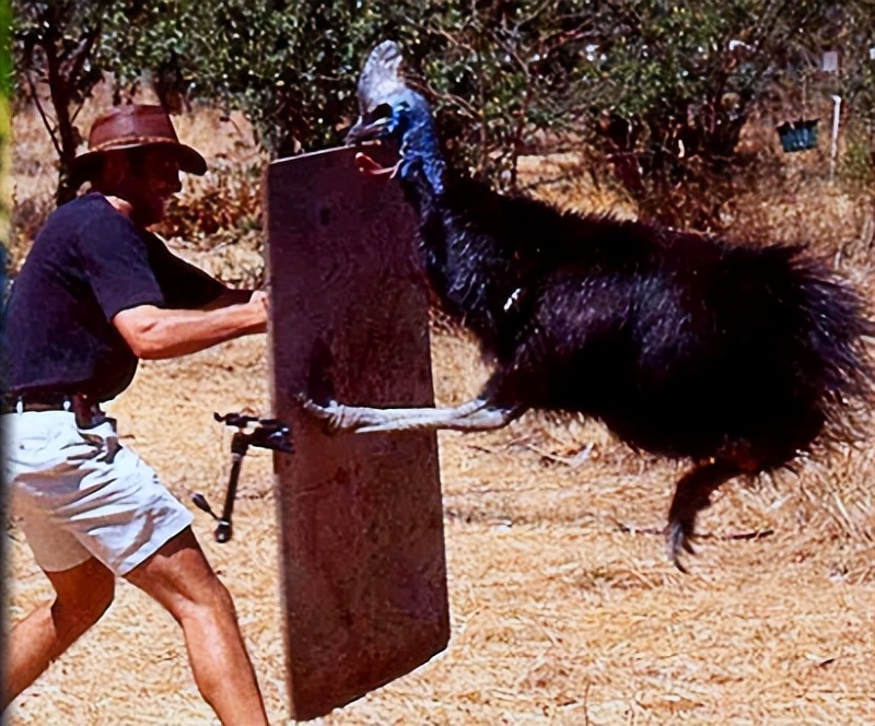 The most ferocious bird in the world record, can kick through the steel ...