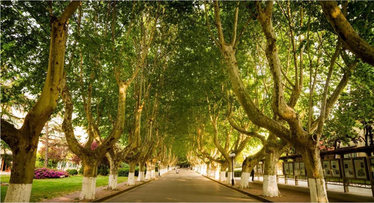 Romantic plane tree in Nanjing - iNEWS