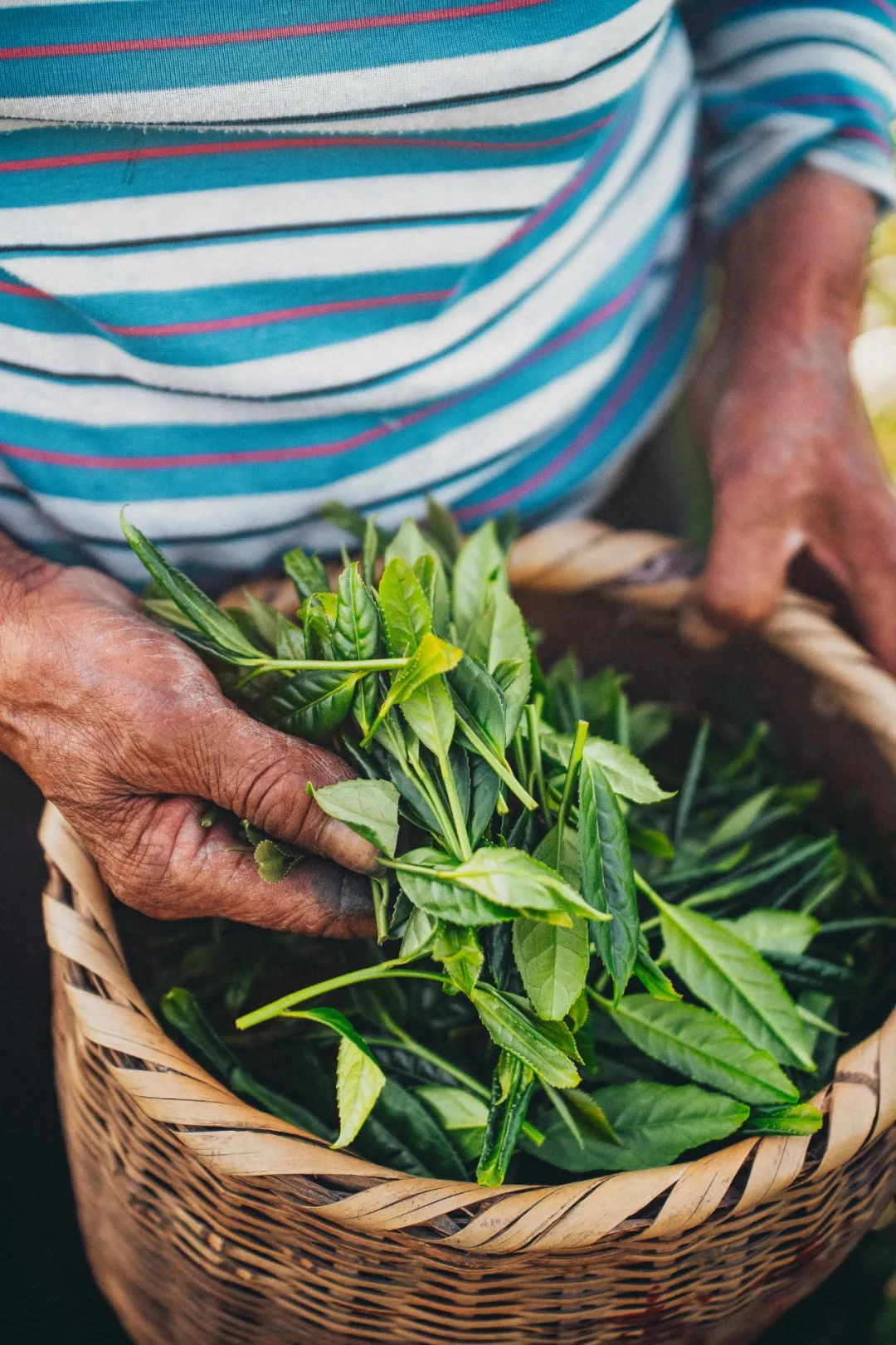 How did Chinese tea conquer the tastes of 3 billion people around the ...