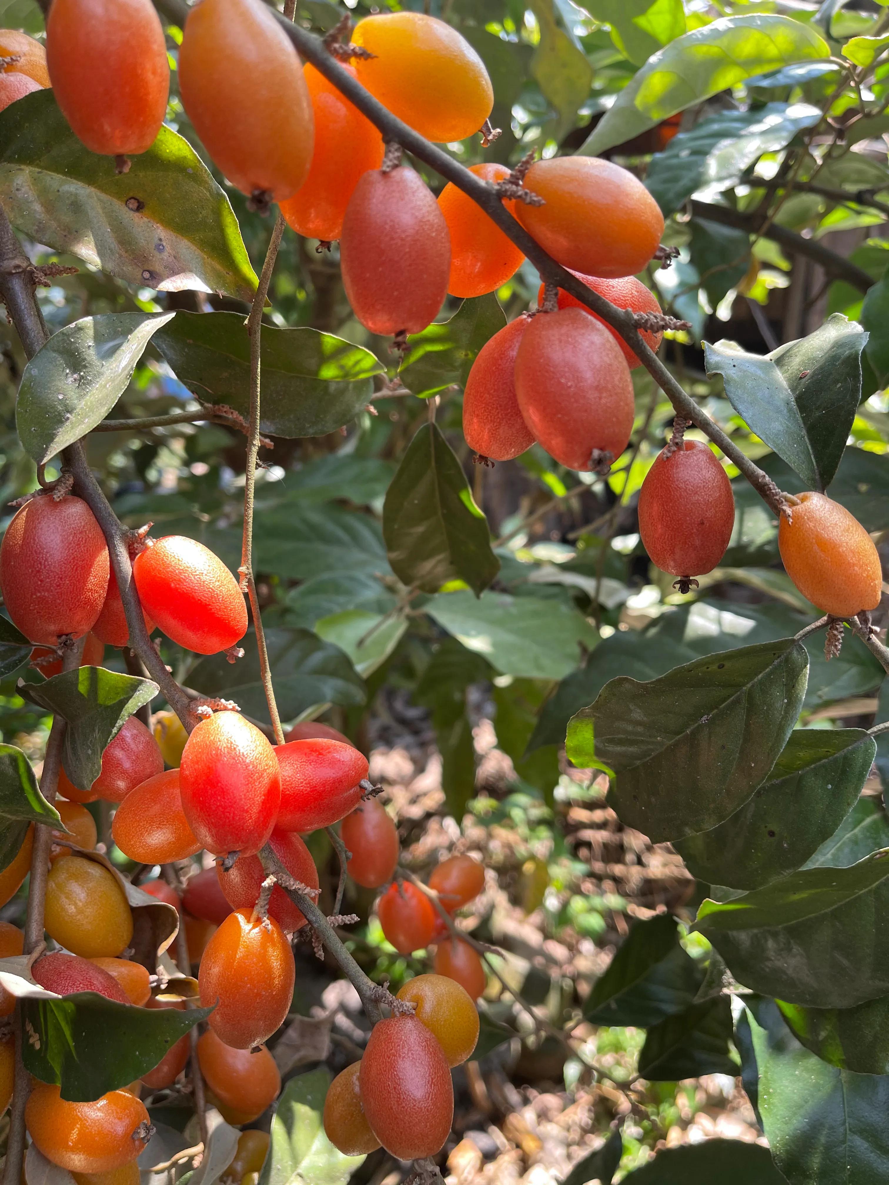 Banna Goat Milk Fruit - iNEWS