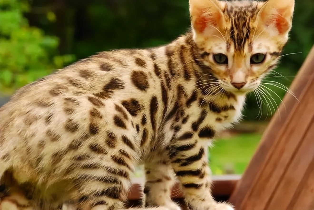 Bengal Leopard Cat: It has leopard prints on its hair and has a gentle ...
