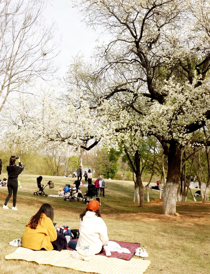 Peach blossoms are blooming in Panlongcheng National Archaeological ...