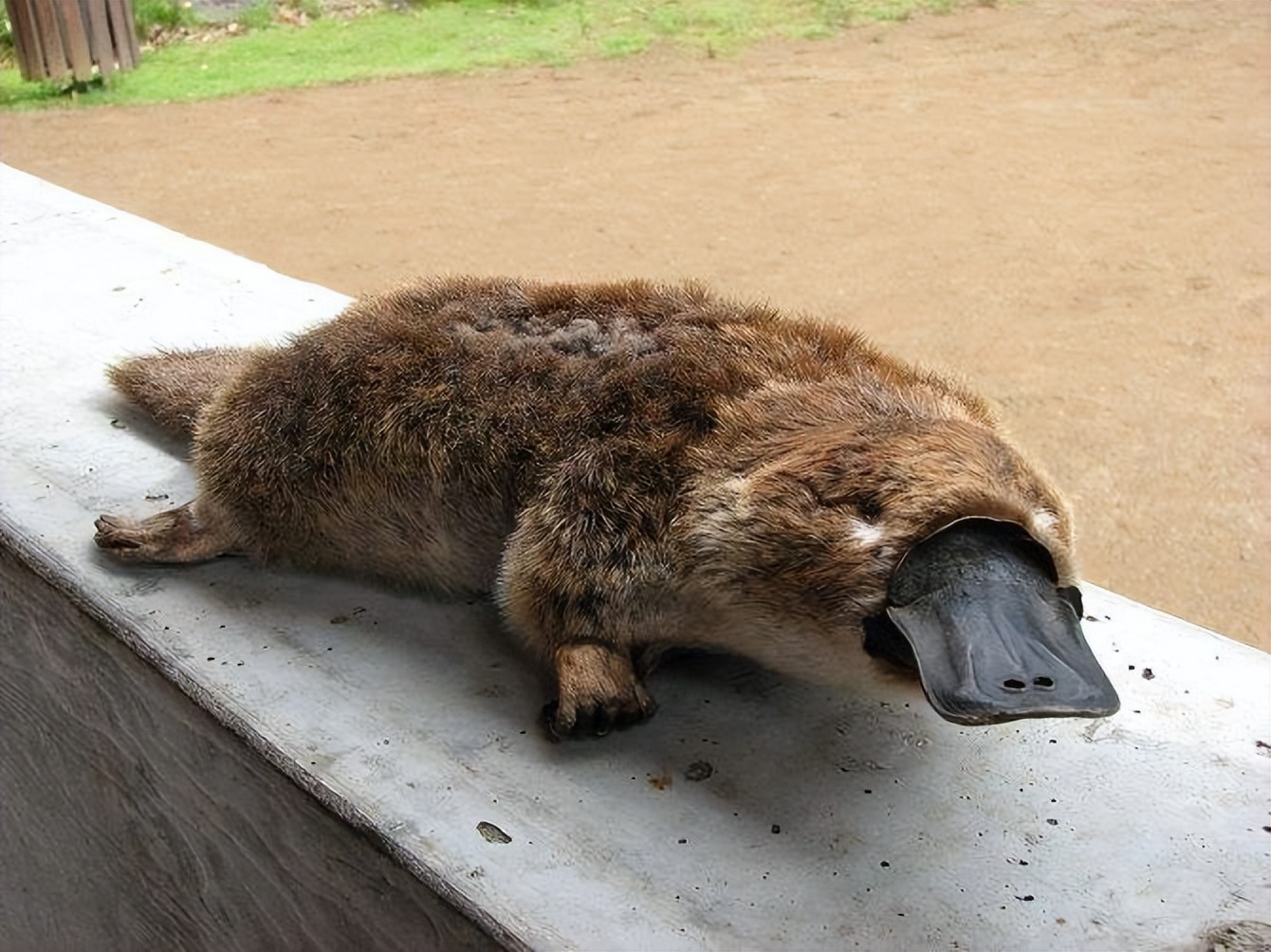 The strange-looking animal on earth - the platypus - iNEWS
