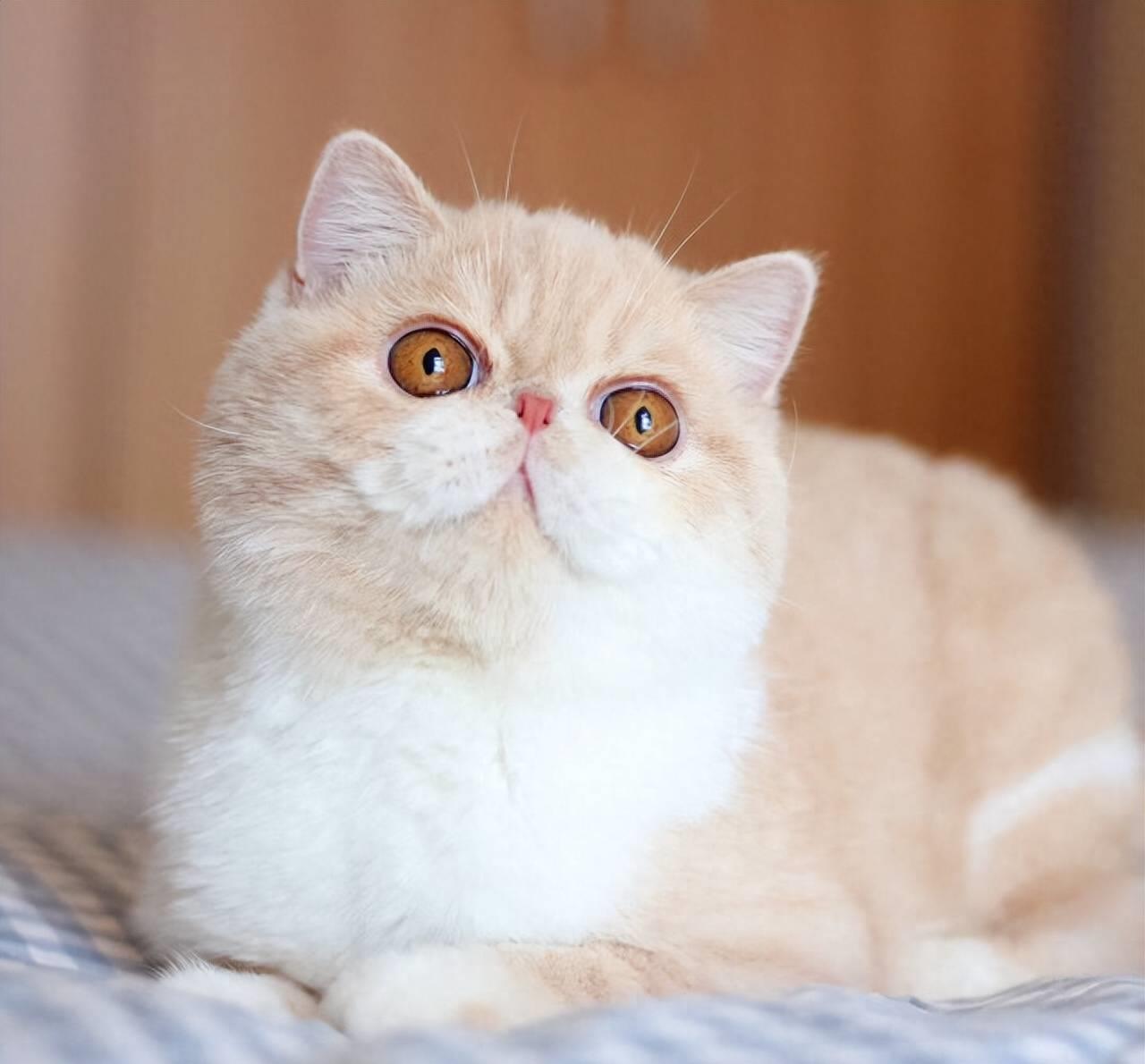 Seven Key Characteristics of Identifying Purebred Garfield Cats - iMedia