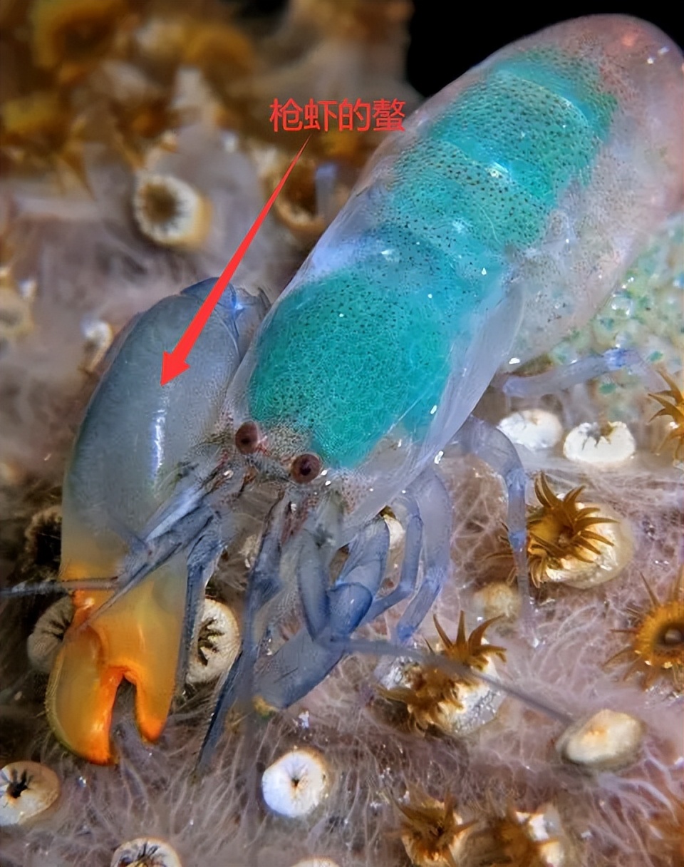 Gun shrimp is the key to nuclear fusion?British company imitates the ...