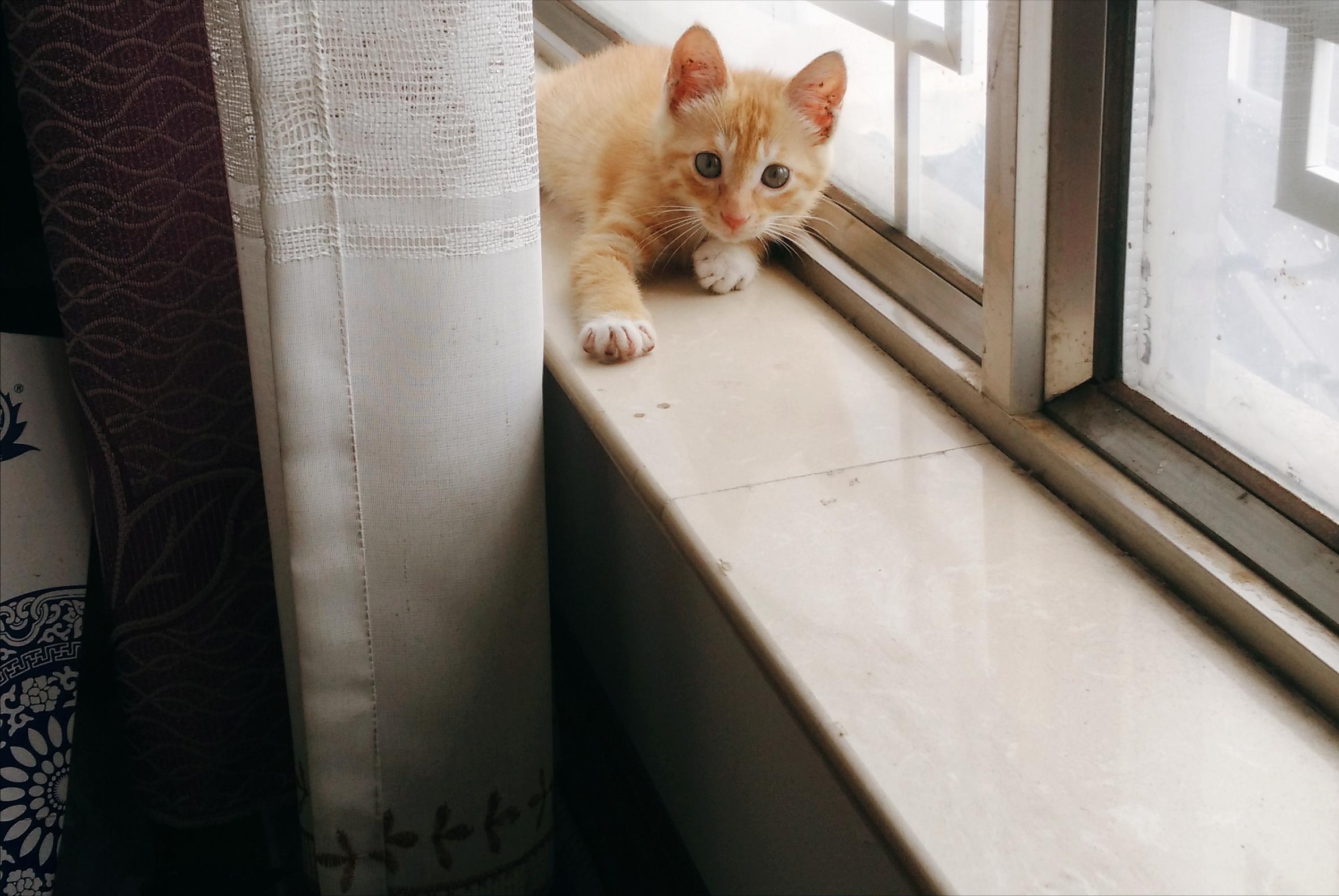 The orange cat "Er Jiang" has been here before and brought us joy - iNEWS