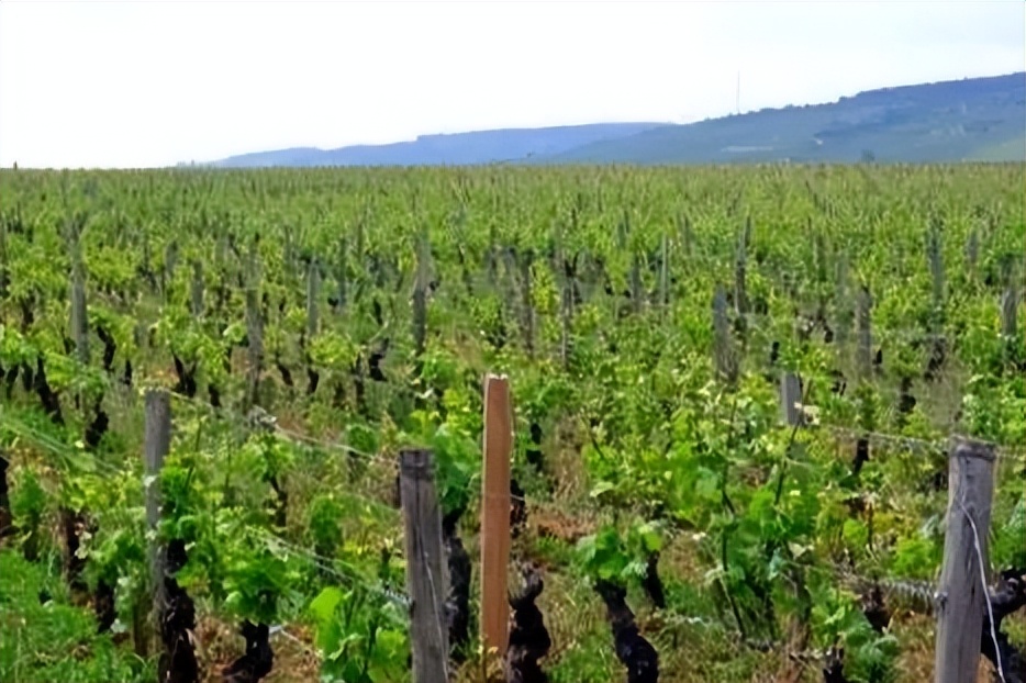 [Fazhuang] How to understand the "identity" of Burgundy wine - Burgundy ...