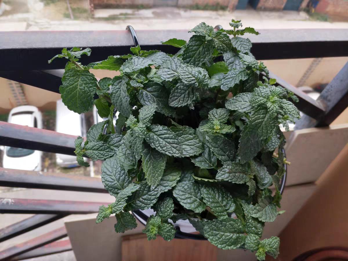 Teach you how to grow mint on the balcony - iMedia