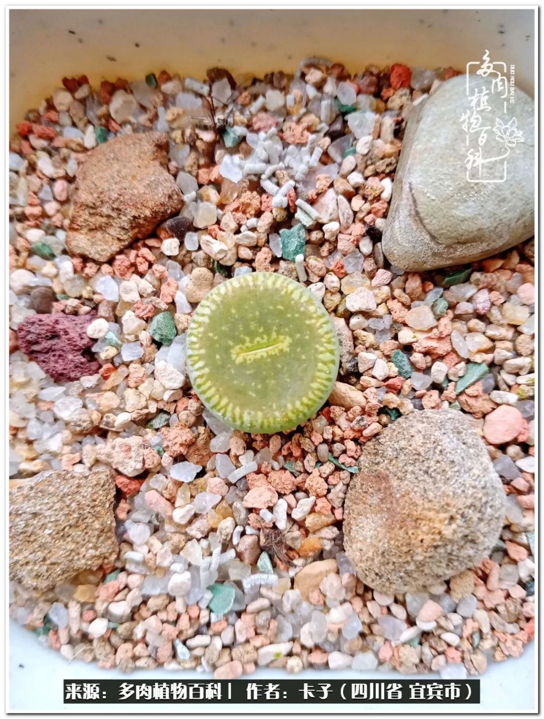 Teach you to know Lithops: Introduction of common Lithops species - iNEWS