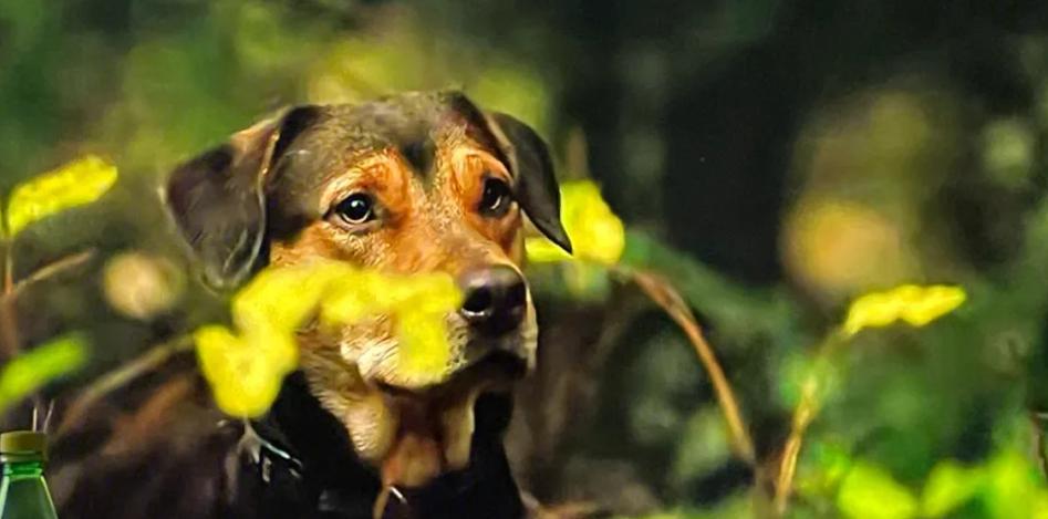 A Dog's Way Home: A Beautiful Animal Story by Charles Martin Smith - iMedia