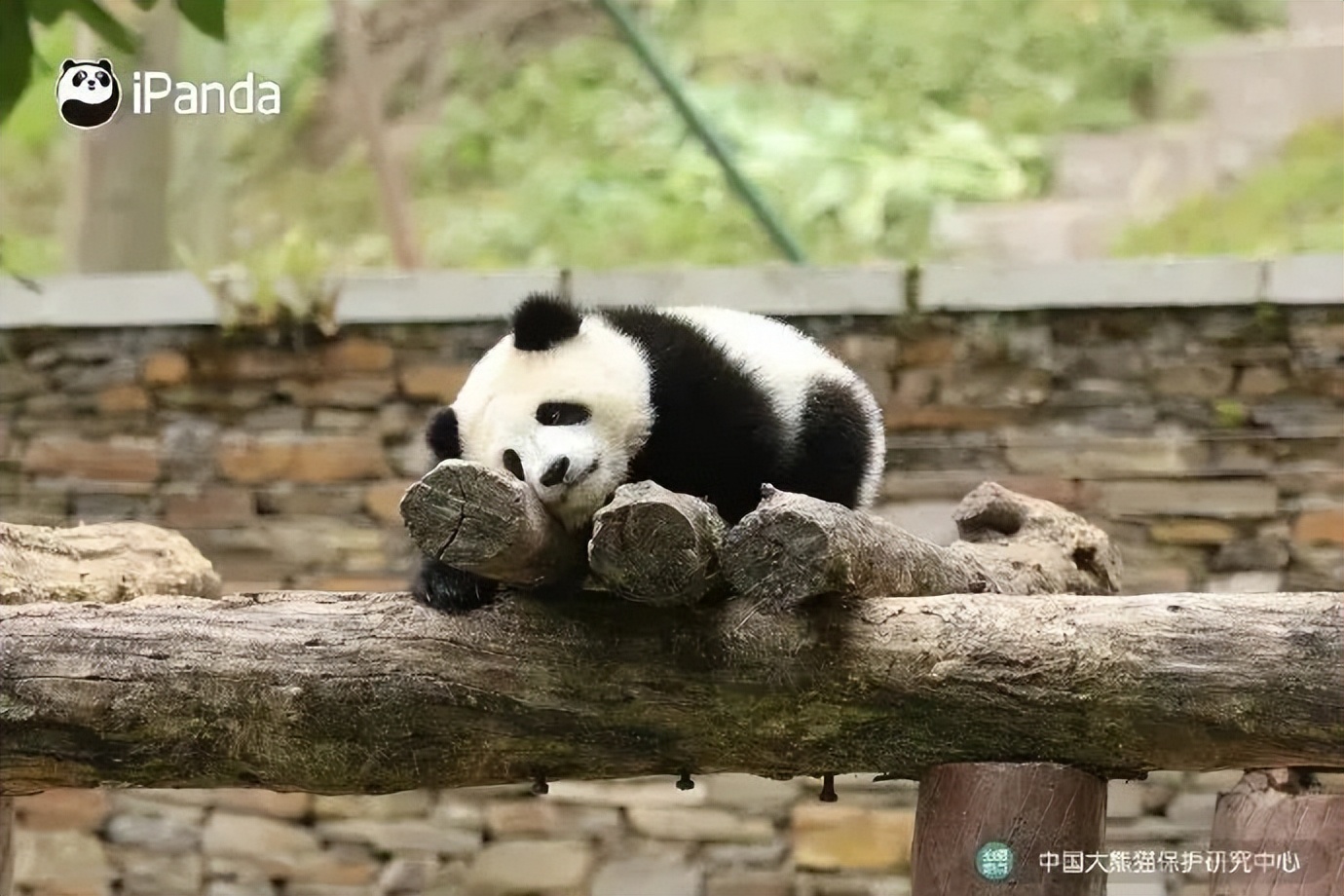 Pandas all over the world are rented from China. How much is the annual ...