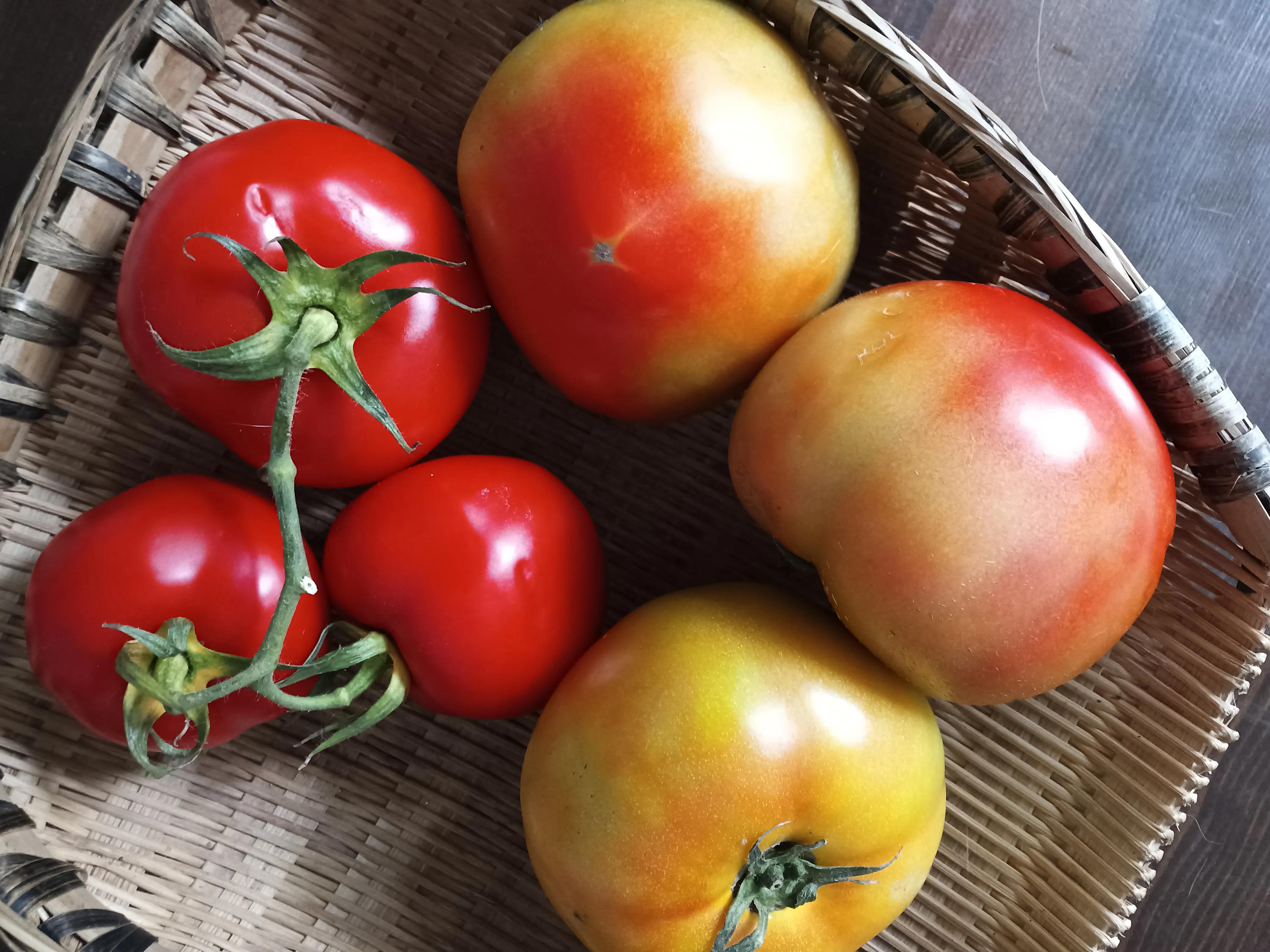Are there any real tomatoes? - iNEWS