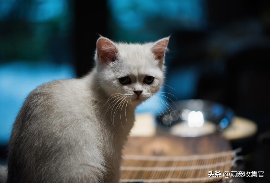 Do you know these behaviors that chronically harm cats? - iNEWS