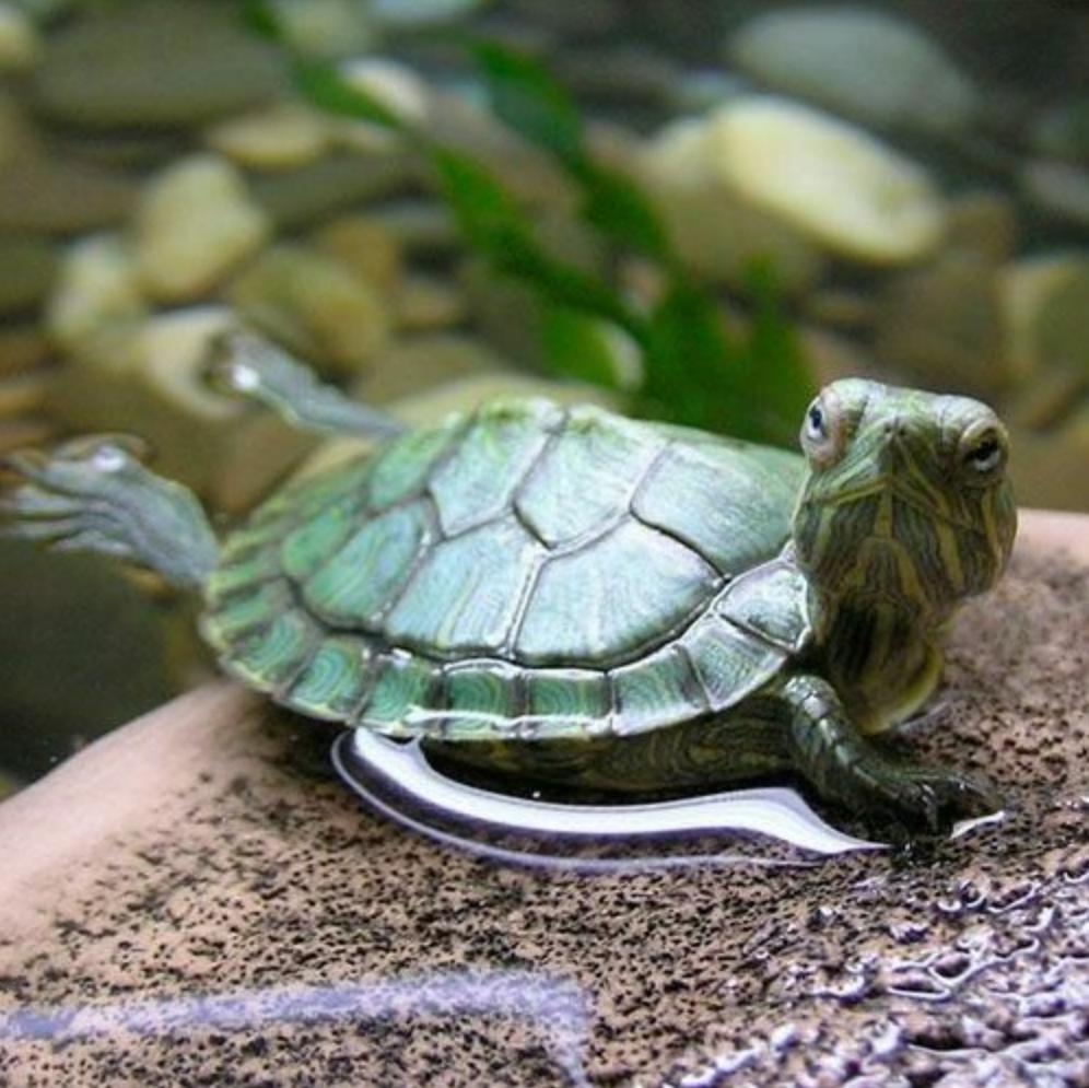 Is it better to raise turtles in deep water or in shallow water? - iNEWS