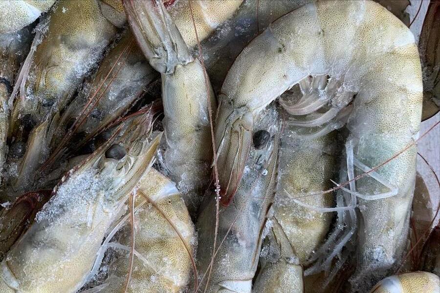 Preserve prawns, freeze them directly or sprinkle them with sugar ...