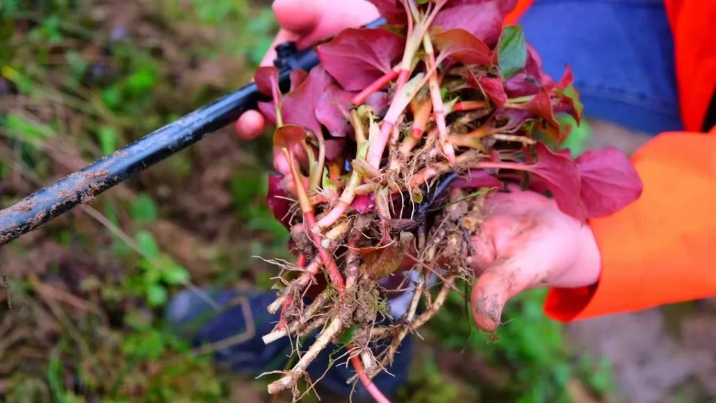 "Nanbaoshan" No. 23 Small Ring Road Picking the Roots of the Ears - iNEWS